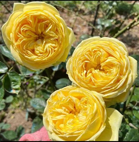 Yves Piaget Lookalike Garden Rose Plant Flower Bush Shrub Phytu