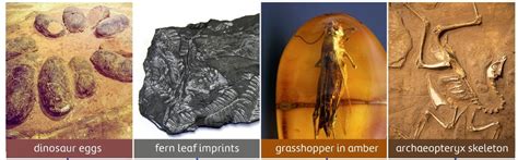 Science Term Fossils Diagram Quizlet