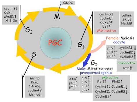 Cell Cycle Drawing At PaintingValley Com Explore Collection Of Cell Cycle Drawing