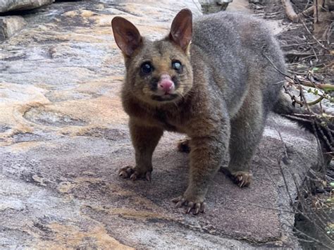 Different Colored Pupils Australian Photography