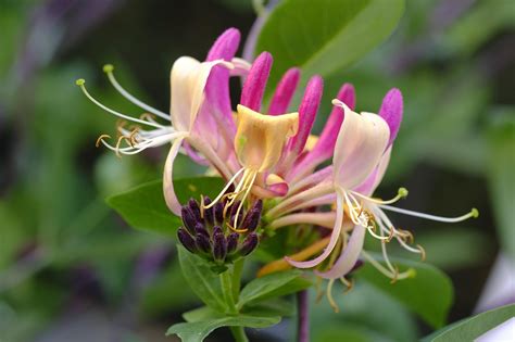 200 Free Honeysuckle And Nature Images Pixabay