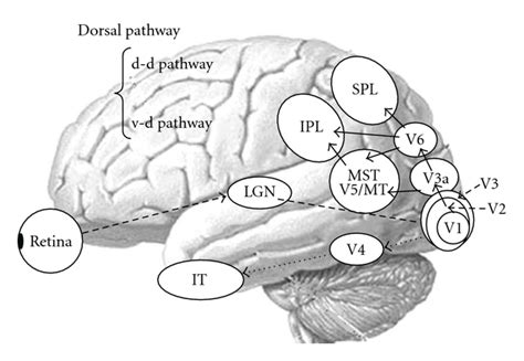the parallel visual pathways in humans abbreviations in this and