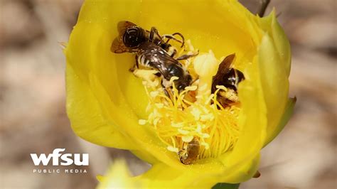 Inside Wfsu June 5 2025 At 8 Pm Et Inside Wfsu A Live Look Behind The Scenes At What