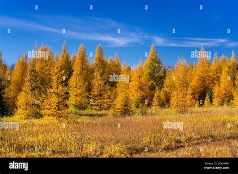 Fall Foliage Color In The Larch Trees Near Sundown Manitoba Canada