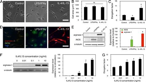 Macrophage Activation M1 M2
