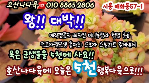 왕~대박 호산나다육에 오늘은 신상묵은군생을 5천행복으로 소개 매직쨈골드 레드썬 미니뉴벨라 스틸하트 알바뷰티등유료광고포함 Youtube