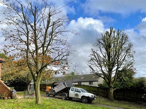 Tree Pruning Services Driffield Tree Walker Arborists Ltd