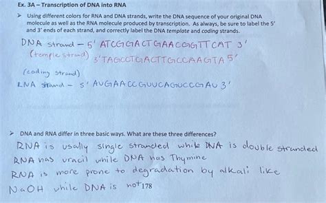 Solved Ex 3c Translation Of An Mrna Into A Polypeptide