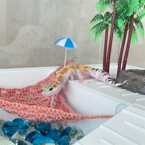 레오파드게코 사육장 꾸미기 쳇바퀴 타는 도마뱀 망고 네이버 블로그