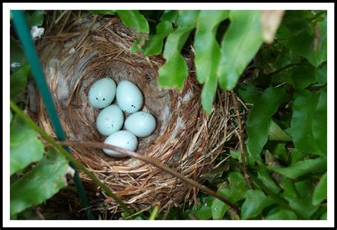 House Finch Nest And Eggs A House Finch Built Her Nest In Flickr