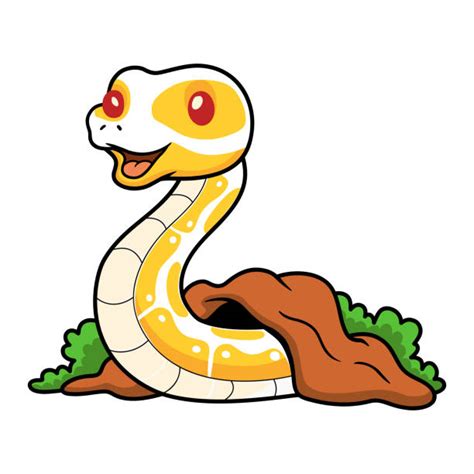 120 Royal Albino Python Stock Illustrations Royalty Free Vector