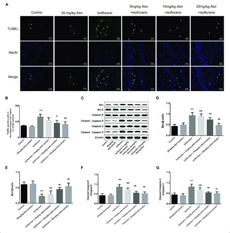 Atorvastatin Reduced Cellular Apoptosis And Related Proteins In The Download Scientific