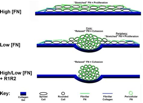 Proposed Role Of Fibronectin Collagen Fibrils In Tissue Open I