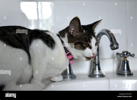 Domestic Tabby Cat Stock Photo Alamy