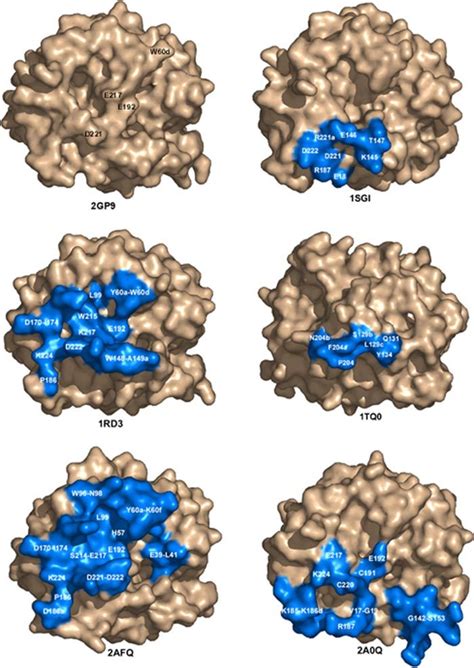 Surface Rendering Of The Structures Of Inactive Thrombin In The Absence