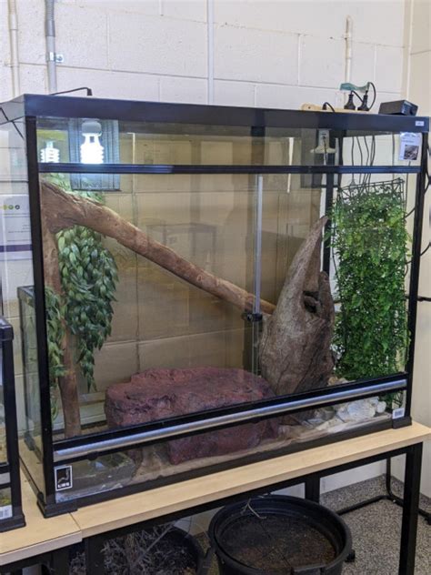 How Should I Care For My Carpet Python Rspca Knowledgebase