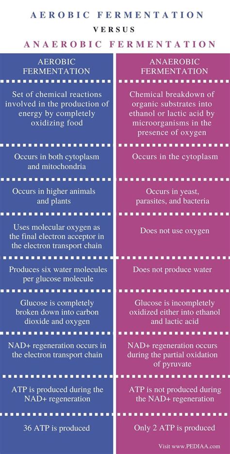 Difference Between Aerobic And Anaerobic Fermentation