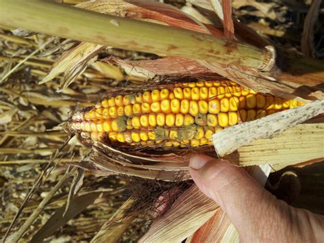 Ear Rots And Mycotoxins In Corn Virginia Ag Pest And Crop Advisory