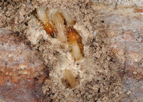 Formosan Termite Swarms Threaten Large Part Of State Mississippi
