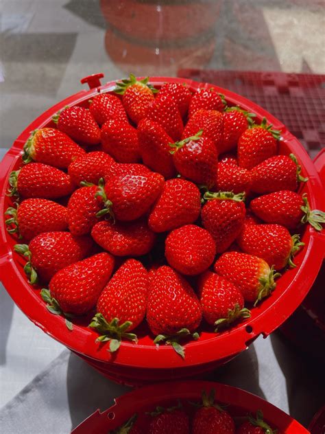 다라이딸기 1kg 초특가 한정수량 이벤트🍓🍓😋 충청남도 천안시 서북구 두정동 비즈프로필