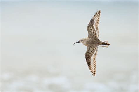 ML Dunlin Macaulay Library