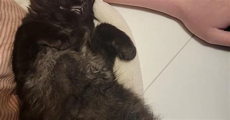 Linus Album On Imgur