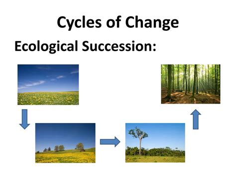 Ppt Biogeochemical Cycles Powerpoint Presentation Free Download Id