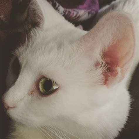 My Kitty Ahri Cats Of Instagram Cats Kitty