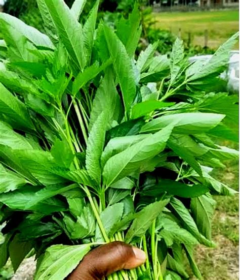 Ewedu In Yoruba English Name Is Jute The Wonderful Vegetable Leaves