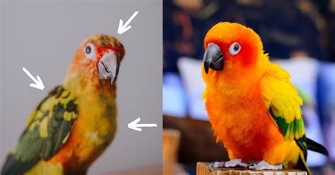 Sun Conure Lifespan Simple Strategies For A Longer Life