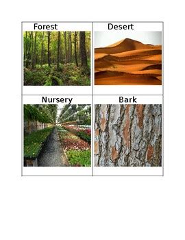 Creative Curriculum Tree Study Vocabulary By Kristin Tucker TpT