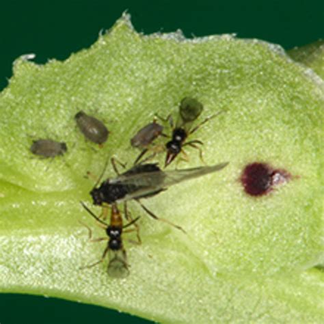 Aphid Parasitoid Interactions Eawag