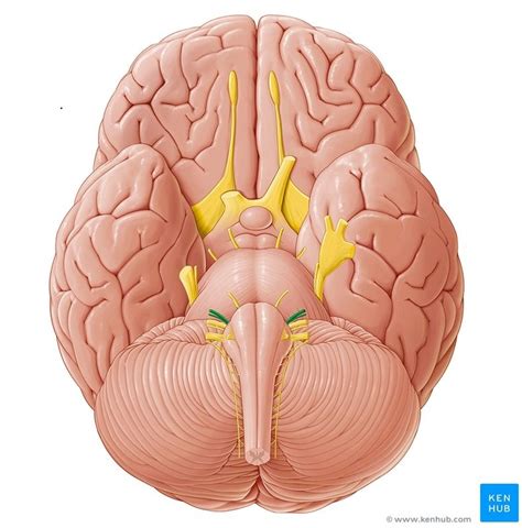 exam 1 concepts lecture 7 12 diagram quizlet