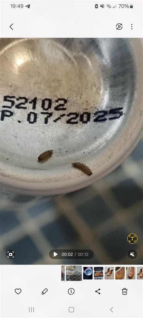 Tiny Larvae Found I Shower Room Rwhatisthisbug