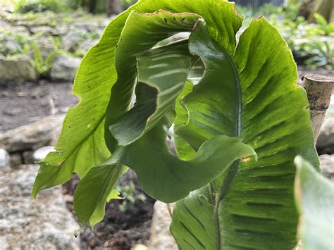 Pin Op Asplenium Scolopendrium Cultivars