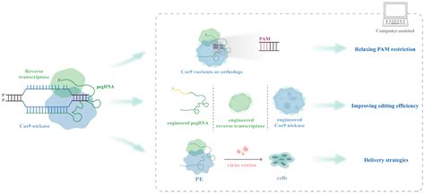 ijms free full text prime editing an all rounder for genome editing