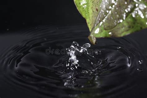 Leaves Of Deciduous Trees Stock Image Image Of Flora 259358771