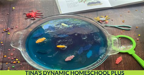 5 Tide Pool Facts And Create An Edible Tide Pool Diorama Ideas