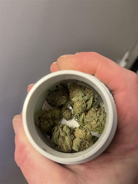 Lavender Gelato Andshine Riltrees