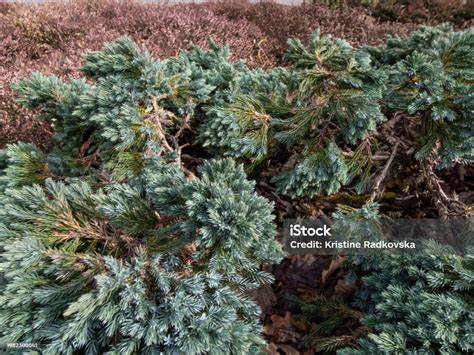 Dwarf Evergreen Shrub Flaky Juniper Or Singleseed Juniper Blue Star