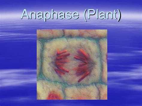 The Division Of The Cell Ppt Download