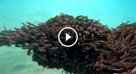 Panet شاهدوا بالفيديو أسماك ‘ السلور المرجاني ‘ ذات ‘ الشوارب ‘ في