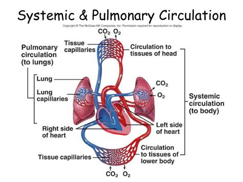 Pulmonary Flow Definition At Allison Stefanie Blog