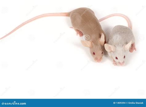 Couple Of Mice Stock Photo Image Of Gerbil Flirt Look