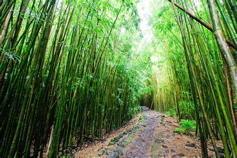 Maui The Road To Hana Part 1 The Wanderlusters