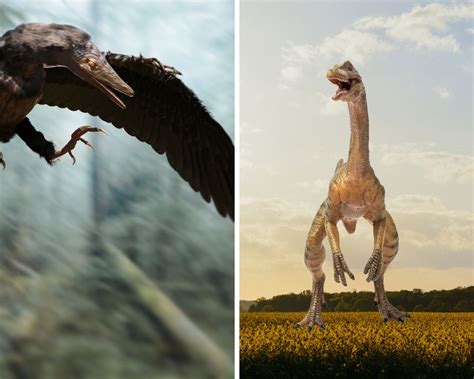 Compsognathus Vs Archaeopteryx