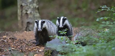 Badgers Characteristics Diet Facts And More [fact Sheet]