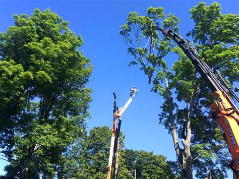 Connecticut Tree Service Greenpoint Tree Service