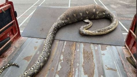 Foto Viral Penampakan Ular Piton Makan Babi