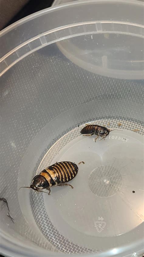 Halloween Hissing Cockroaches Rroaches